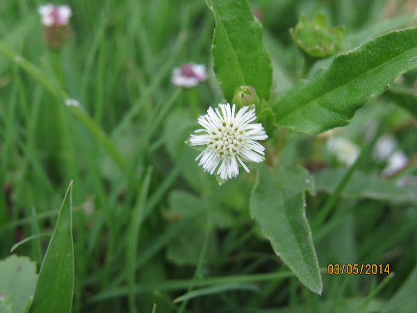 False Daisy | Project Noah