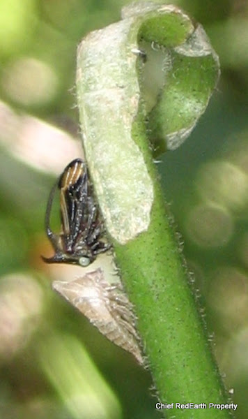 Cow Bug | Project Noah