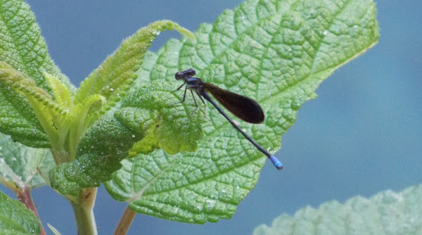 Variable Dancer | Project Noah