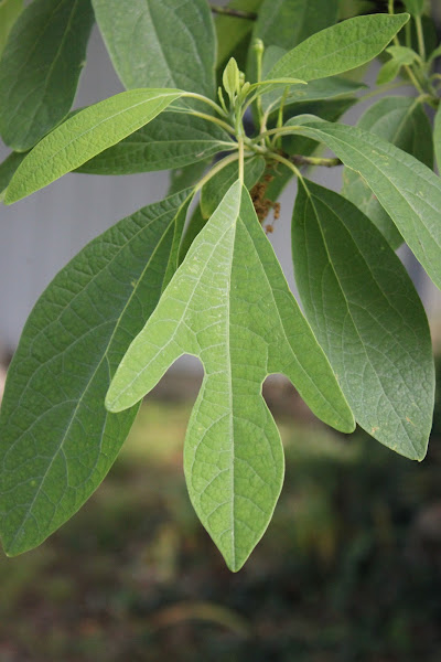 Sassafras, White Sassafras, Red Sassafras, or Silky Sassafras | Project ...