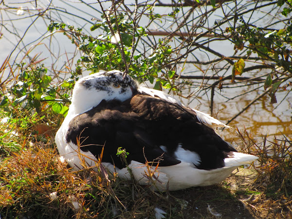 Domestic Mallard x Muscovy Duck hybrid | Project Noah