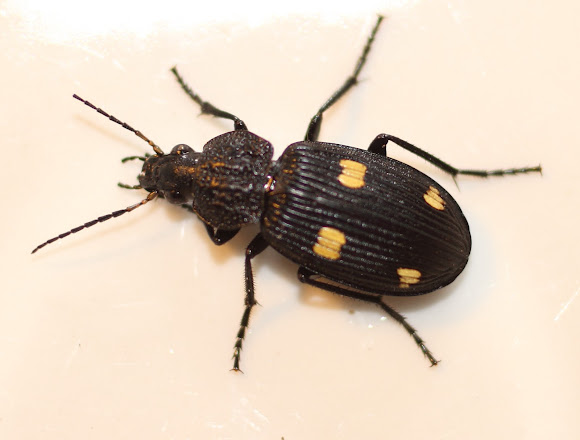 Yellow-spotted Ground Beetle | Project Noah