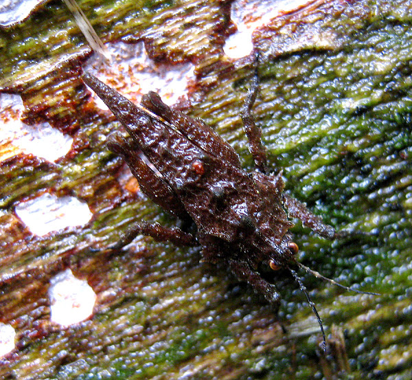 Spiky pygmy devil | Project Noah