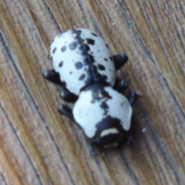 Iron Clad Beetle | Project Noah