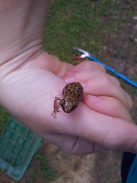 Rio Grande Chirping Frog | Project Noah