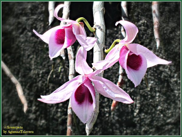 Sanggumay, Purple Rain Orchid | Project Noah