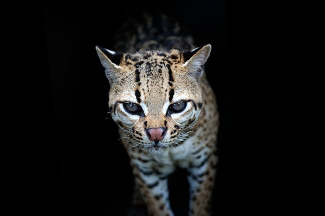 Tigrillo | Project Noah