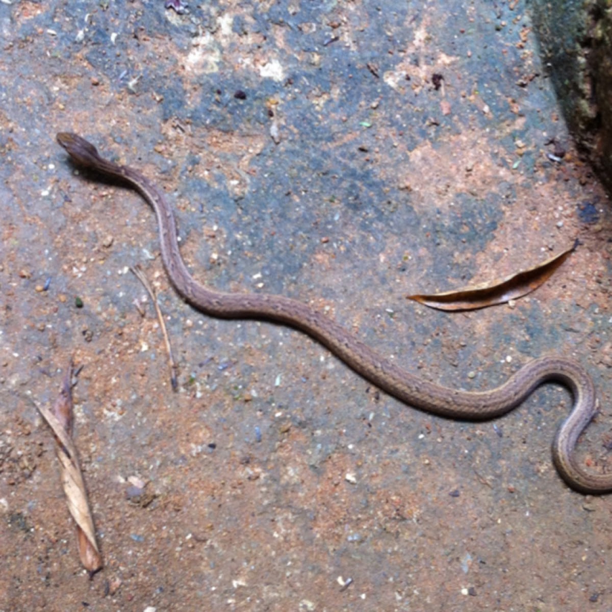 Mock Viper | Project Noah