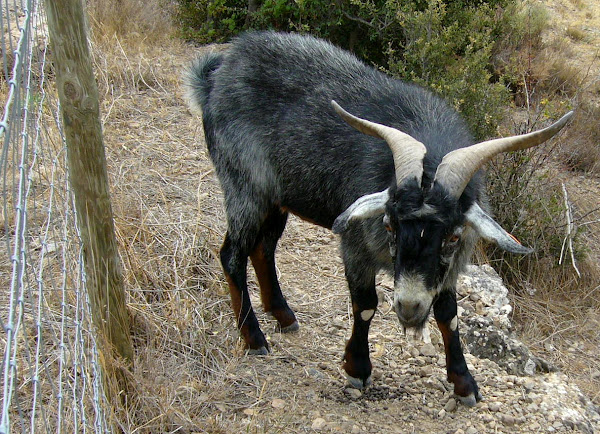 cabra macho | Project Noah