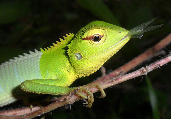 Green garden lizard | Project Noah
