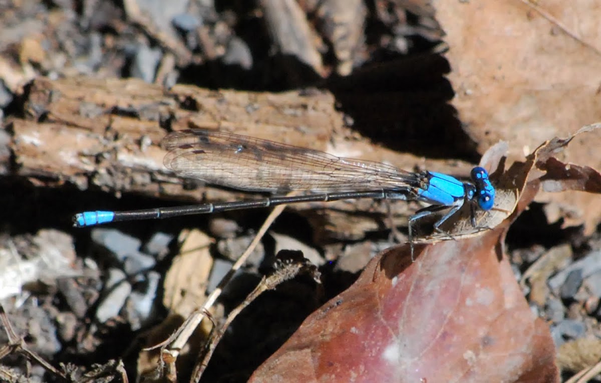Vivid Dancer Damselfly | Project Noah