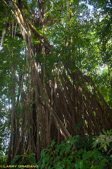 Matapalo Tree | Project Noah