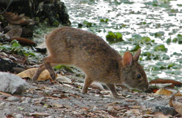 Marsh Rabbit | Project Noah