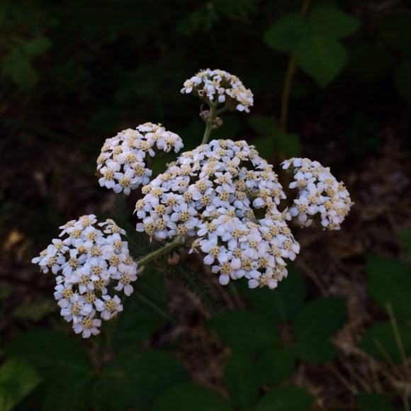 yarrow | Project Noah