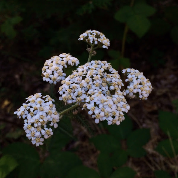 yarrow | Project Noah