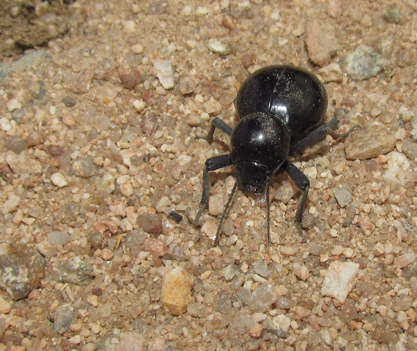 Rounded Toktokkie | Project Noah