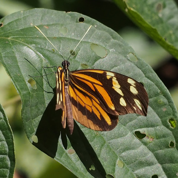 Tiger Mimic-White (female) | Project Noah