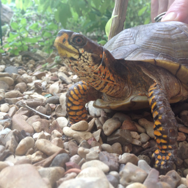 Three-toed Box Turtle | Project Noah