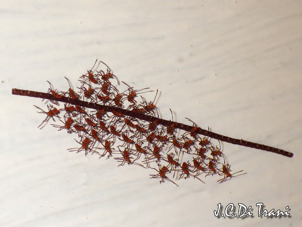 Reduviid bugs | Project Noah