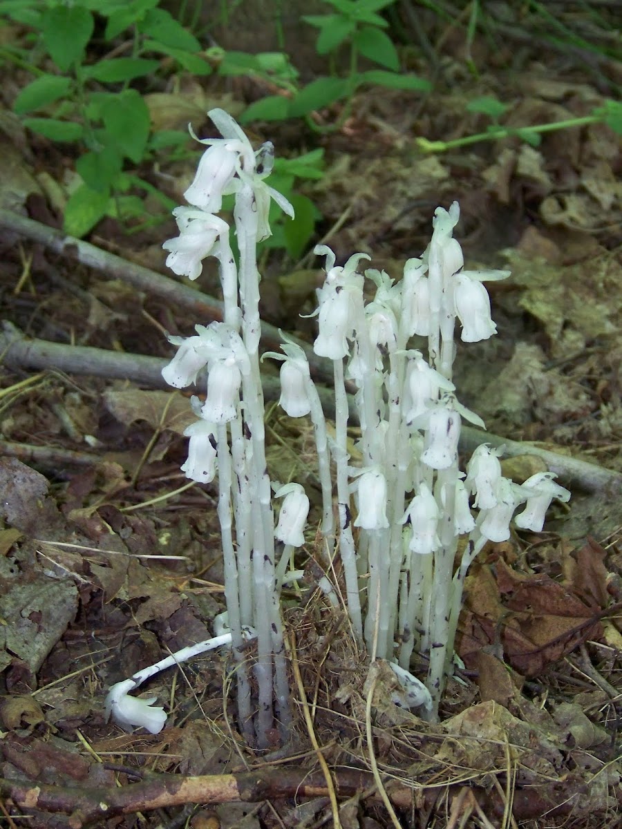 Indian Pipe | Project Noah