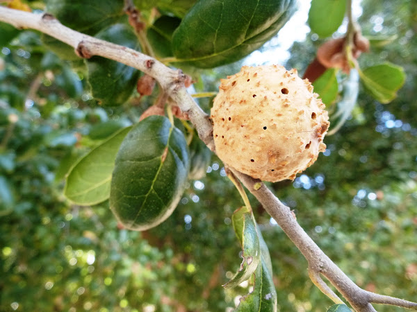 Wasp Galls on Live Coast Oak | Project Noah