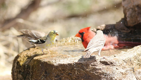 Northern Cardinal, American Goldfinch, and House Finches | Project Noah