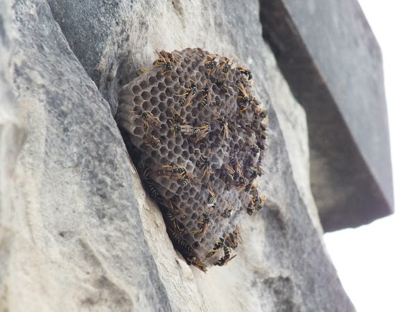 Large Paper Wasp | Project Noah