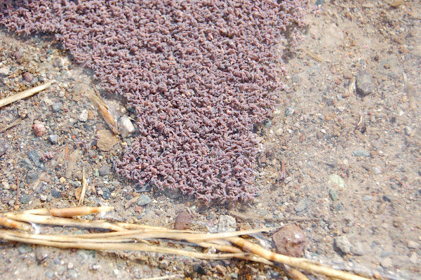 Springtails | Project Noah