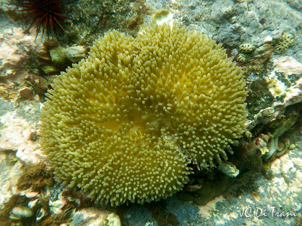 Sun Anemone | Project Noah