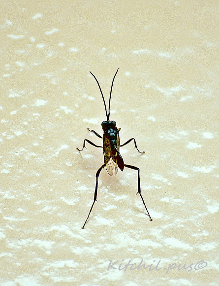 Cockroach Egg Parasitoid Wasp | Project Noah