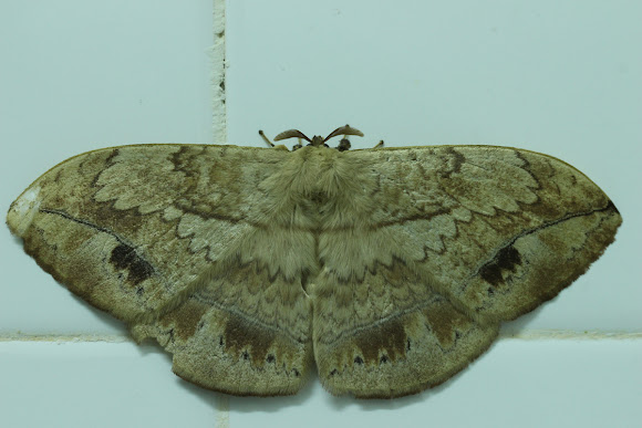 Monkey moth | Project Noah