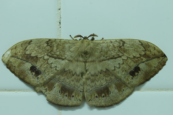 Monkey moth | Project Noah