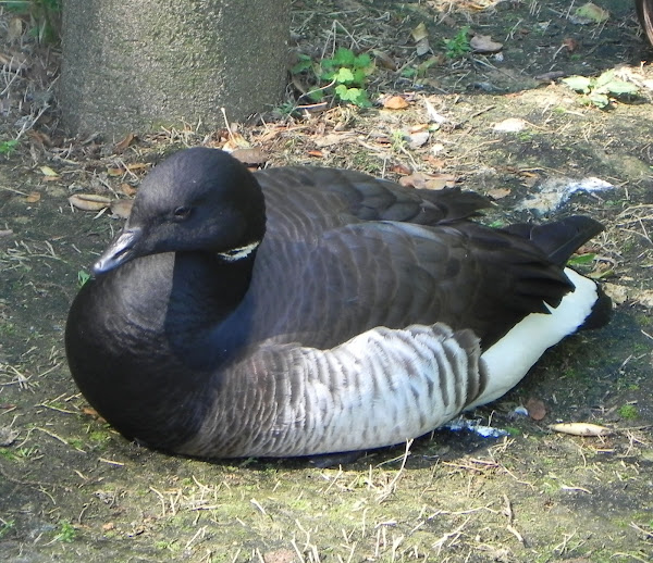 Brant Goose | Project Noah