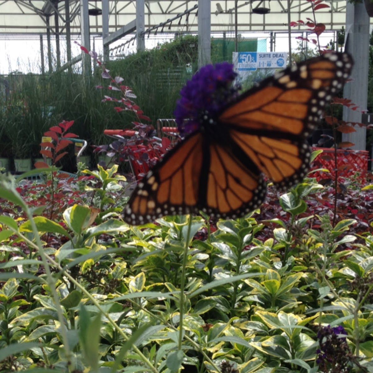 Monarch butterfly | Project Noah