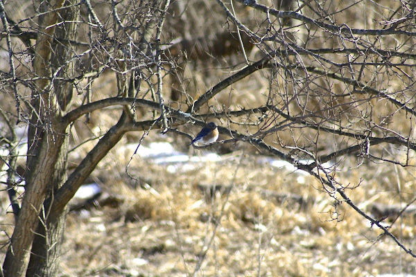 Eastern Bluebird | Project Noah