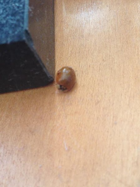 Lady bug | Project Noah