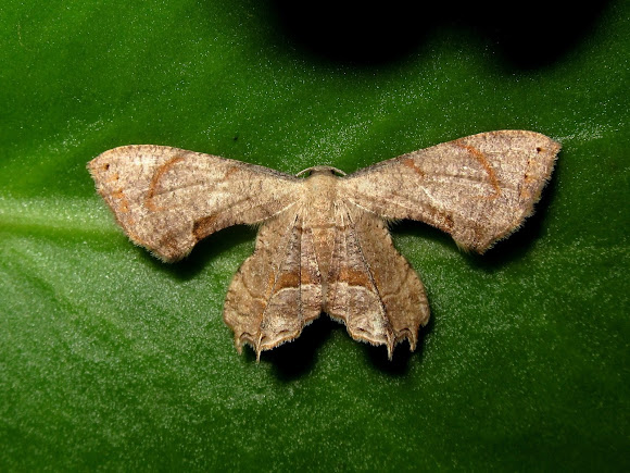 Uraniid Moth | Project Noah