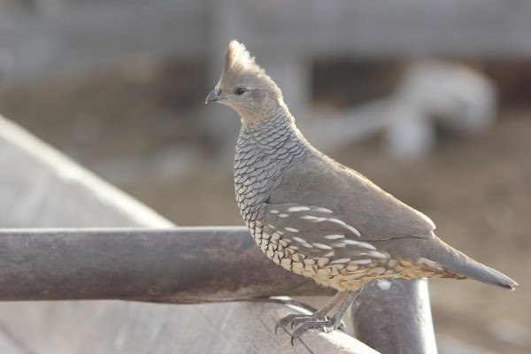 Codorniz escamosa, Scaled quail | Project Noah
