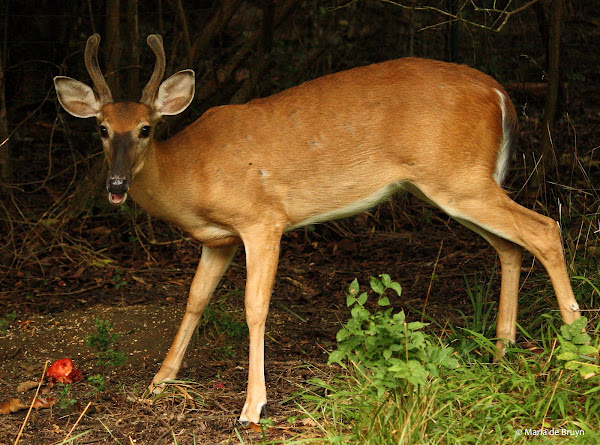 White-tailed deer, yearling buck | Project Noah