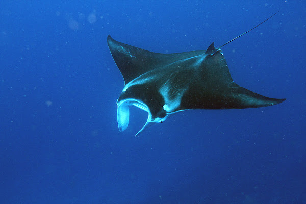Giant Manta Ray | Project Noah