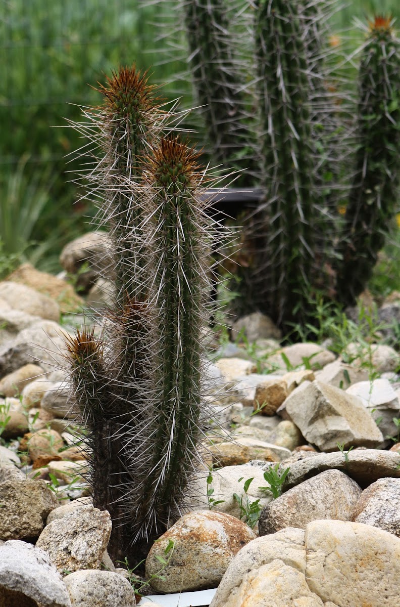 Copao de Philippi | Project Noah