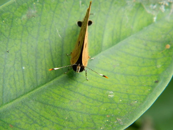 Grass Jewel | Project Noah