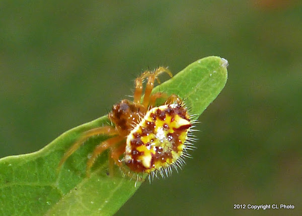 Two-spined spider (juvenile) | Project Noah