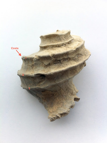 Fossil sea snail shell | Project Noah