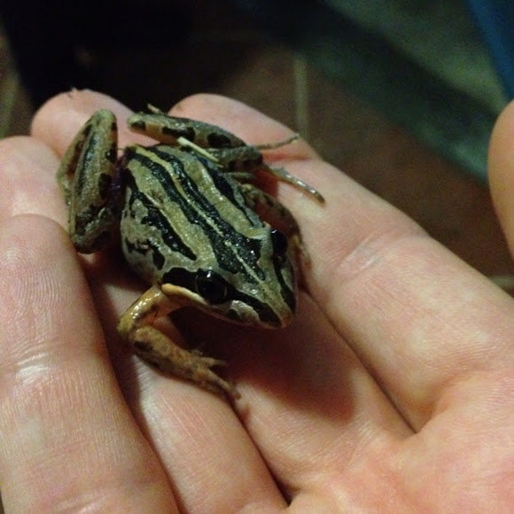 Striped marsh frog | Project Noah