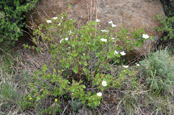 Boulder raspberry | Project Noah