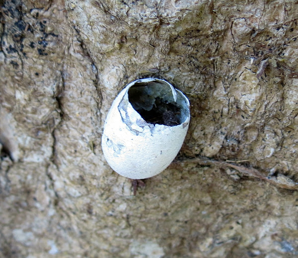 Slug moth cocoon | Project Noah