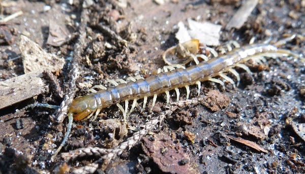 Florida blue centipede | Project Noah