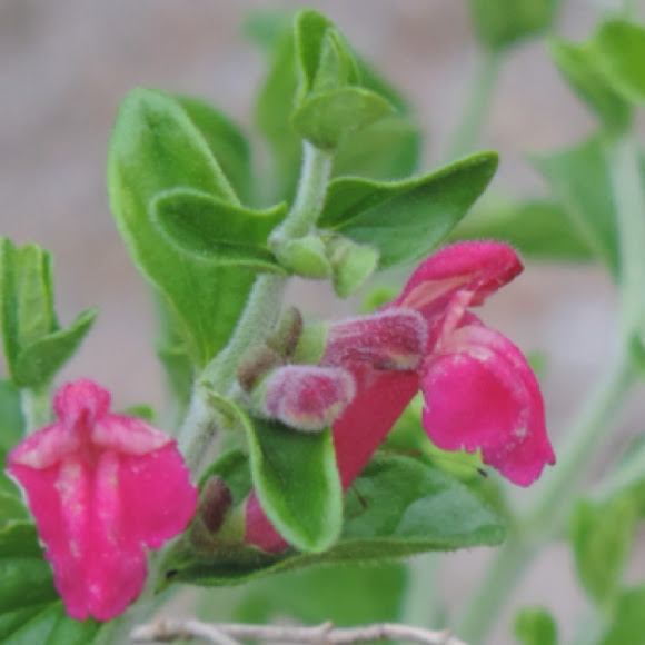 Pink Skullcap | Project Noah