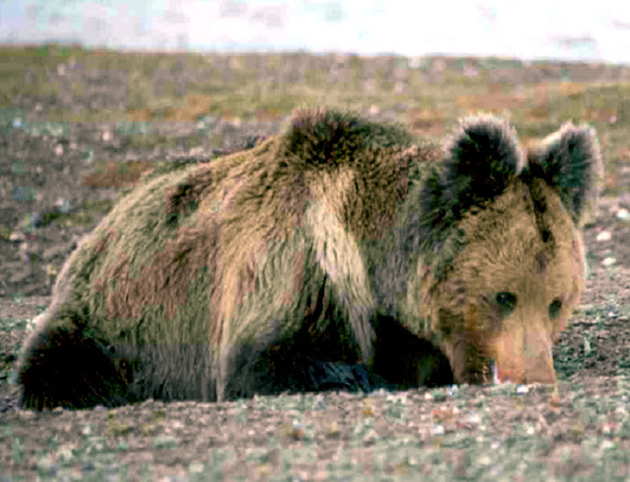 Tibetan bear | Project Noah